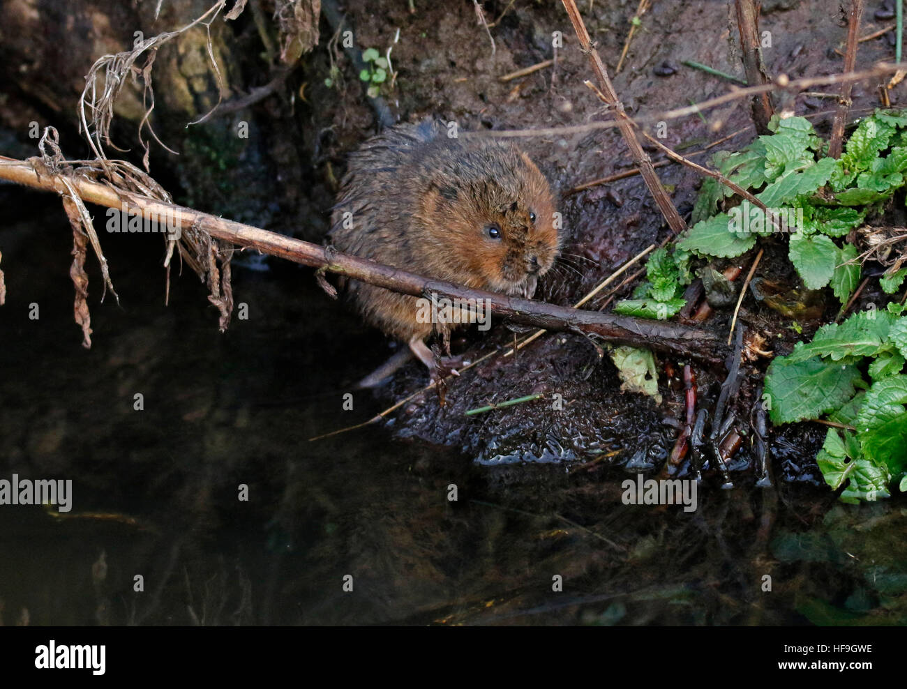 European Water Vole (Arvicola amphibious Stock Photo - Alamy