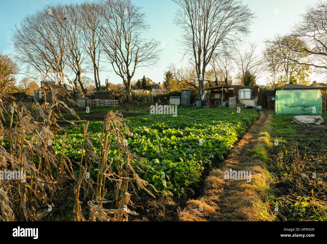 Shot of an allotment, which is a small plot of land you can rent and ...