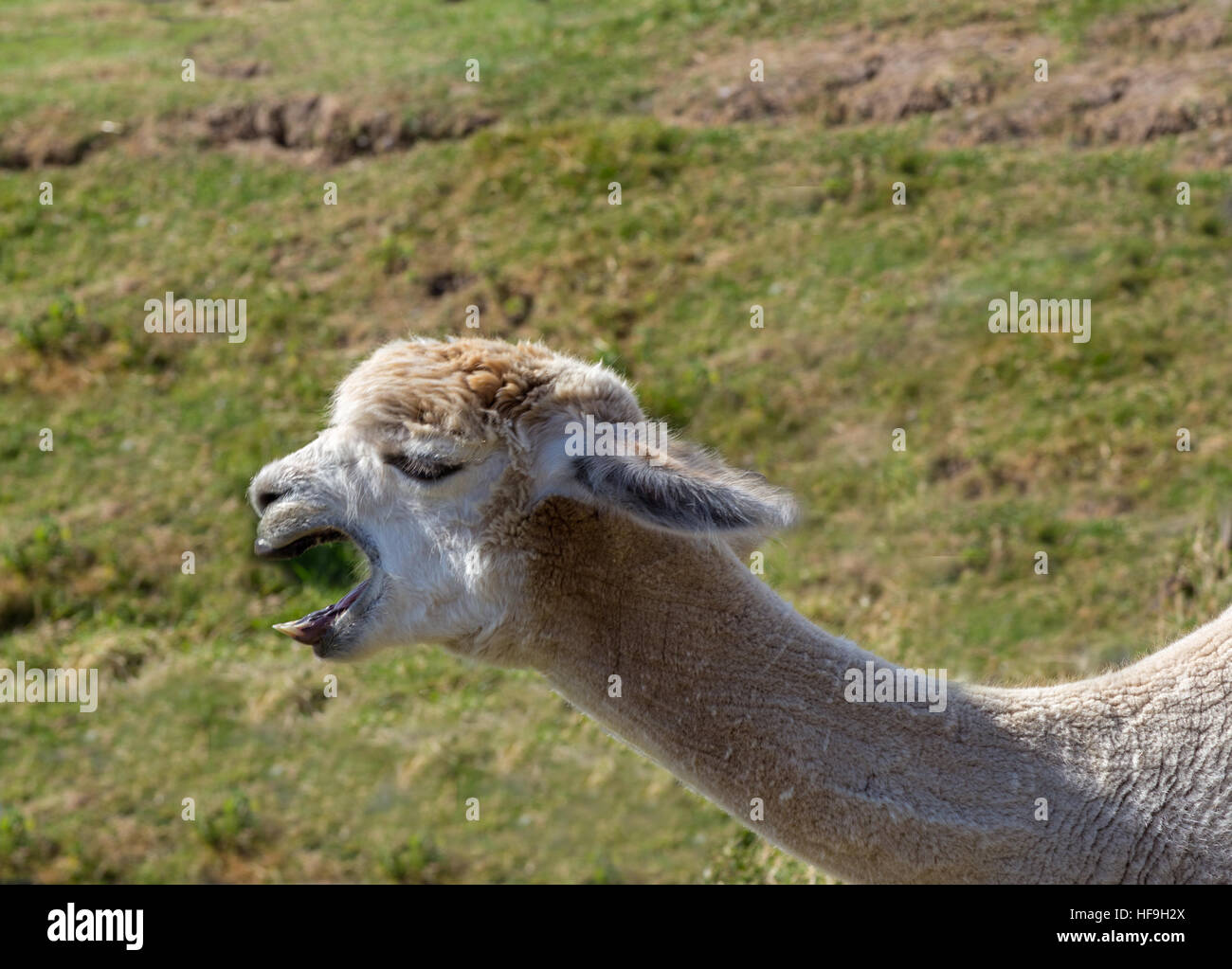 Llama was at Hainault country park, Essex and has his mouth open like ...
