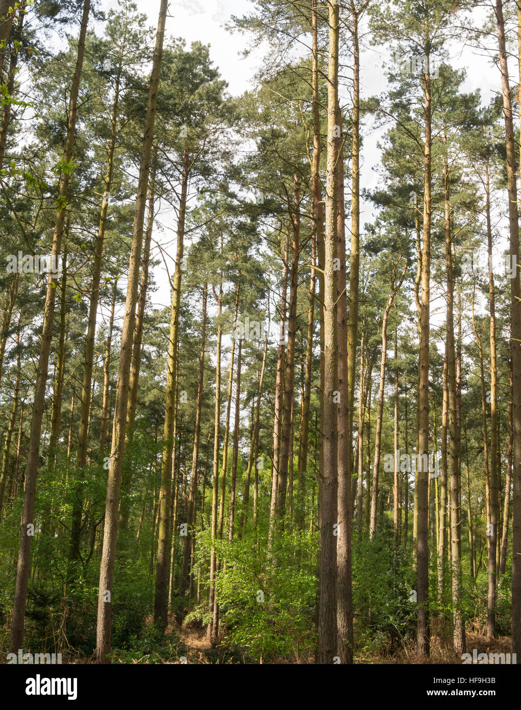 Tall trees on the Sandringham Estate in Norfolk. An early summer shot ...