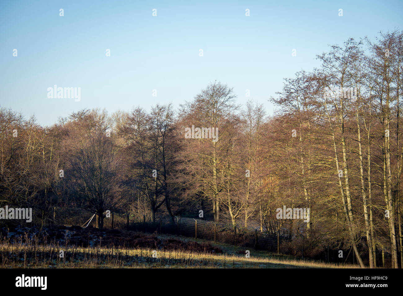 Nature Photography in Weald County Park Stock Photo - Alamy