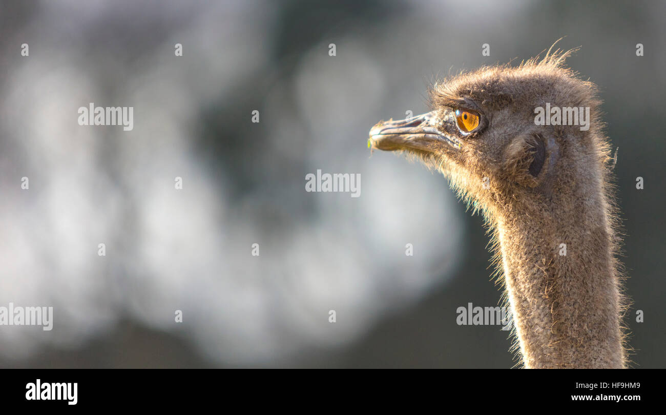 Captive Ostrich in Irish Wildlife park Stock Photo - Alamy