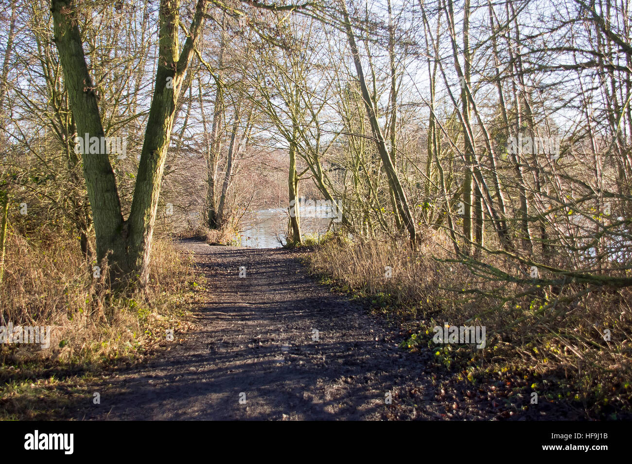 Nature Photography in Weald County Park Stock Photo - Alamy