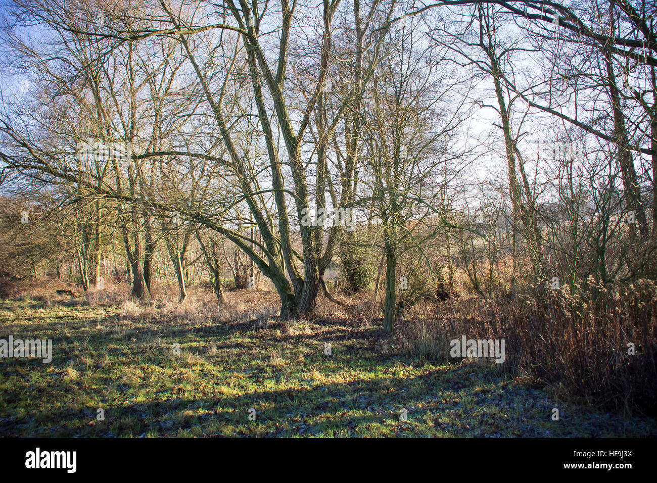 Nature Photography in Weald County Park Stock Photo - Alamy