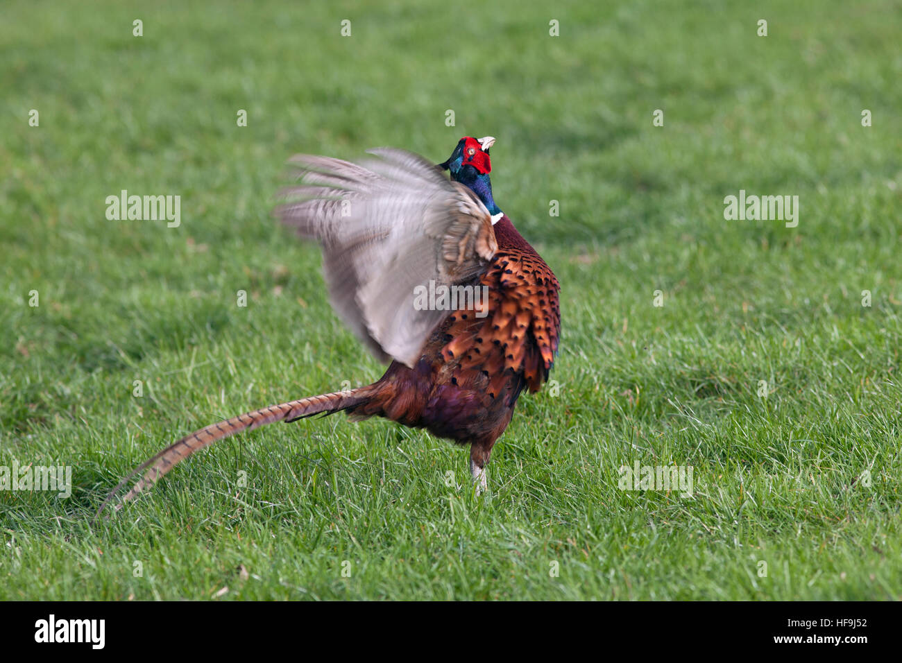 Pheasant male Phasianus colchicus calling and flapping Stock Photo - Alamy