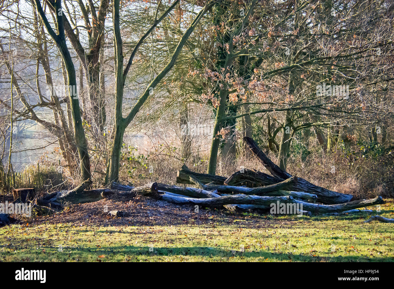 Nature Photography in Weald County Park Stock Photo - Alamy