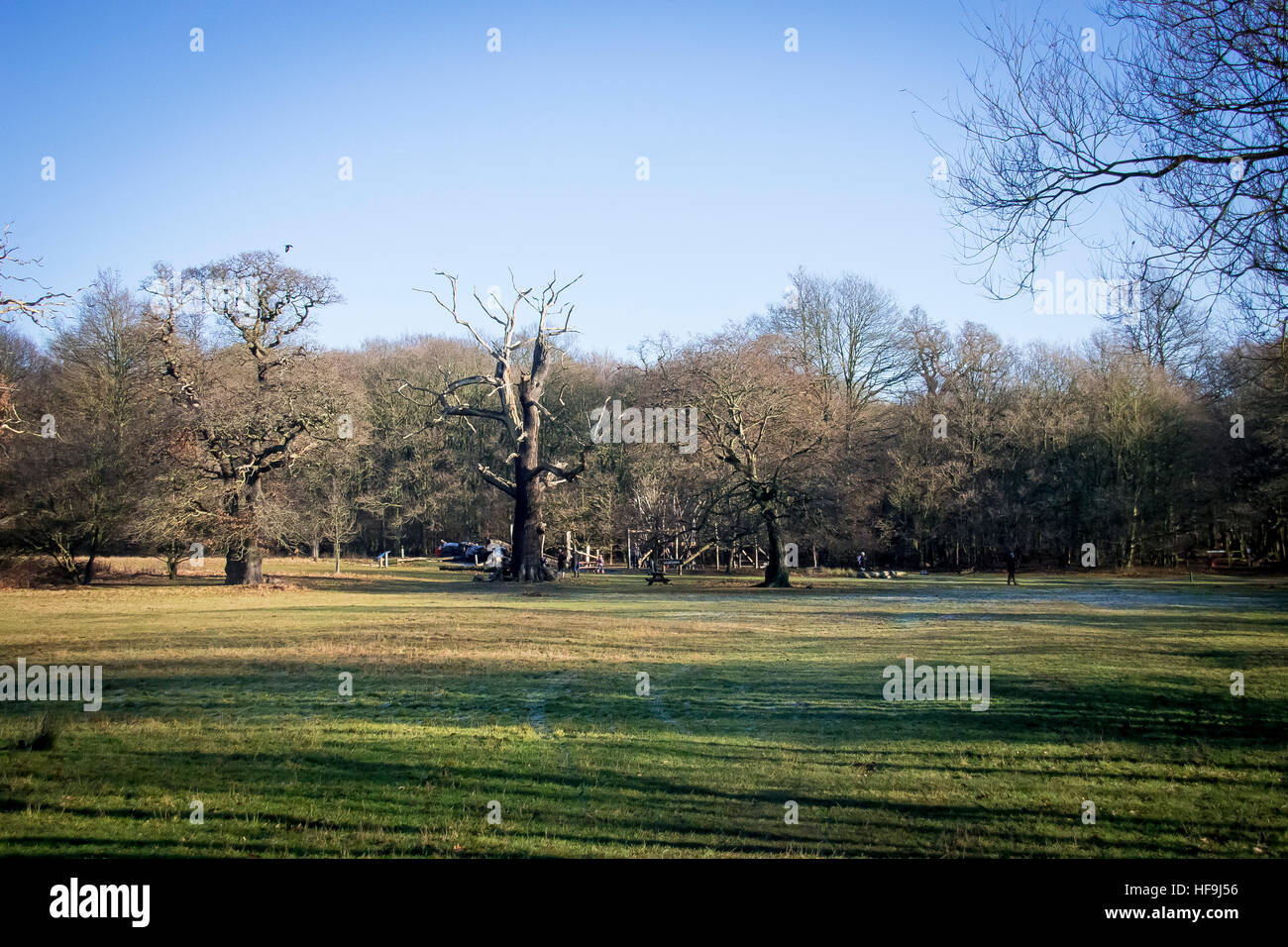 Nature Photography in Weald County Park Stock Photo - Alamy