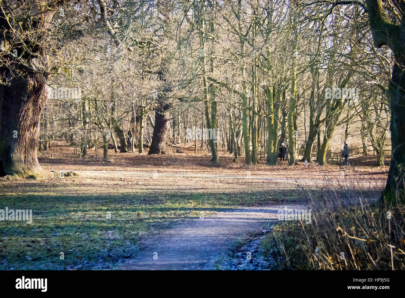 Nature Photography in Weald County Park Stock Photo - Alamy
