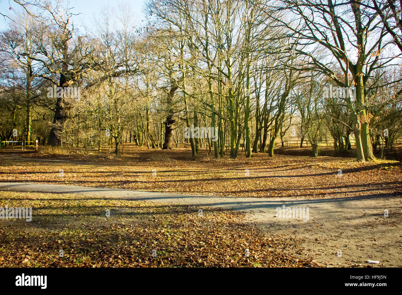 Nature Photography in Weald County Park Stock Photo - Alamy