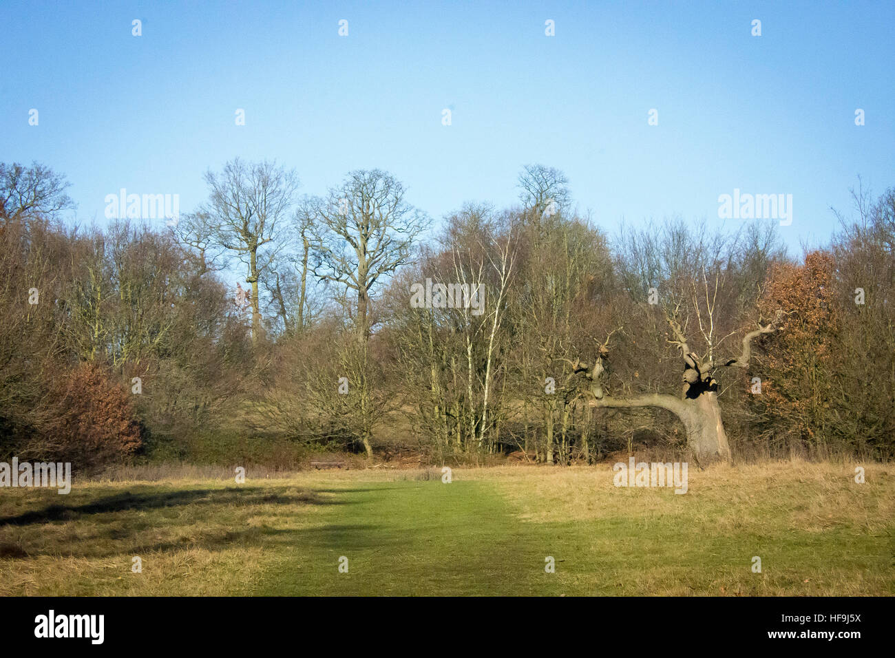 Nature Photography in Weald County Park Stock Photo - Alamy