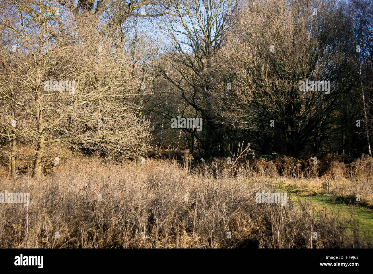 Nature Photography in Weald County Park Stock Photo - Alamy