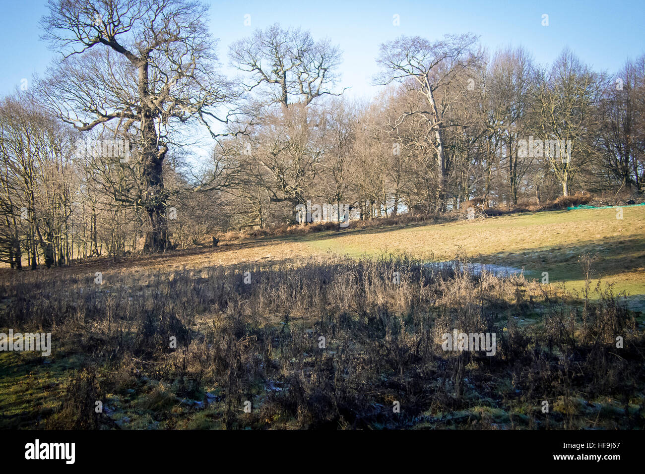 Nature Photography in Weald County Park Stock Photo - Alamy