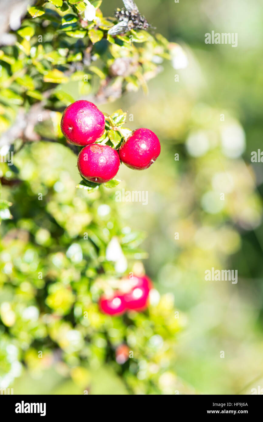 Native berry bush, Haberton, Patagonia, Argentina Stock Photo - Alamy