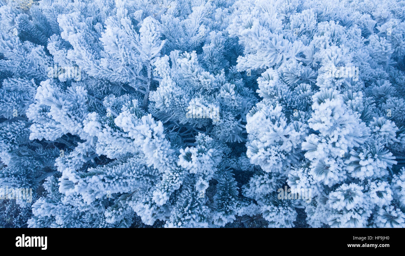 frozen pine tree texture Stock Photo - Alamy