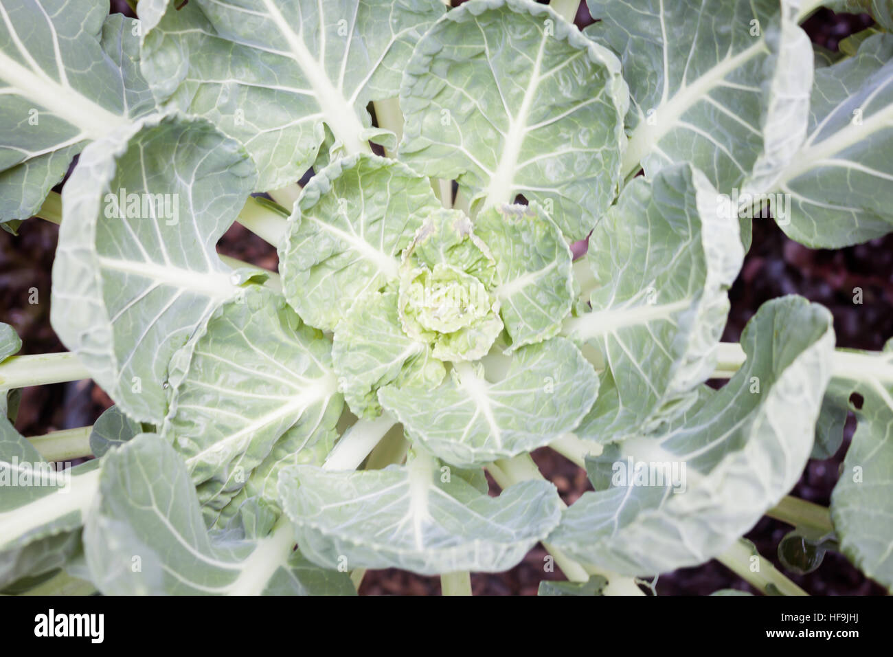 Top view of fresh green vegetable, stock photo Stock Photo - Alamy