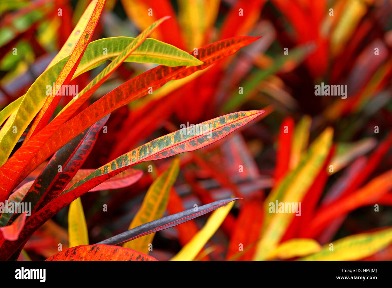 Colorful Croton Leaves Background Stock Photo - Alamy