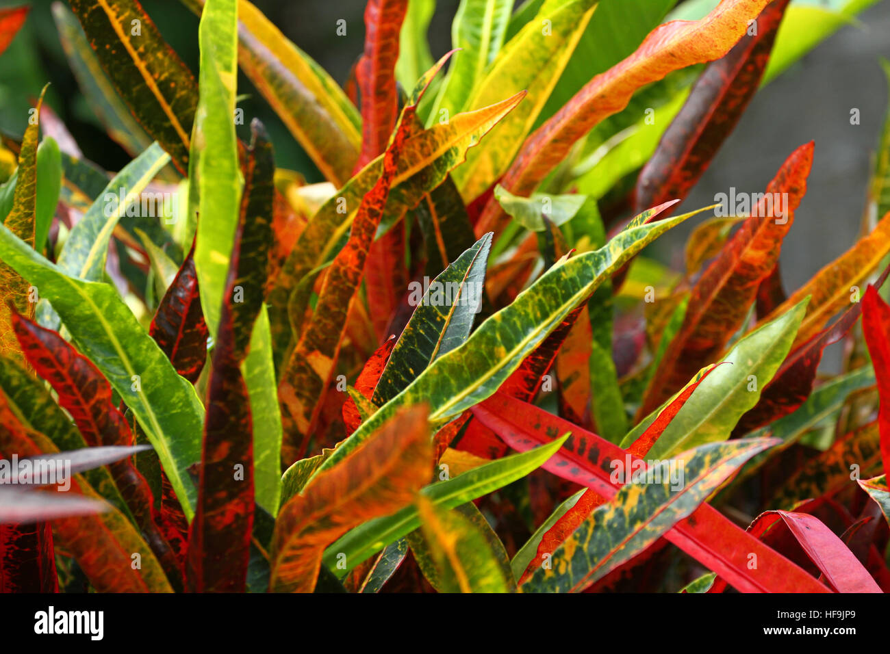 Red croton leaf hi-res stock photography and images - Alamy
