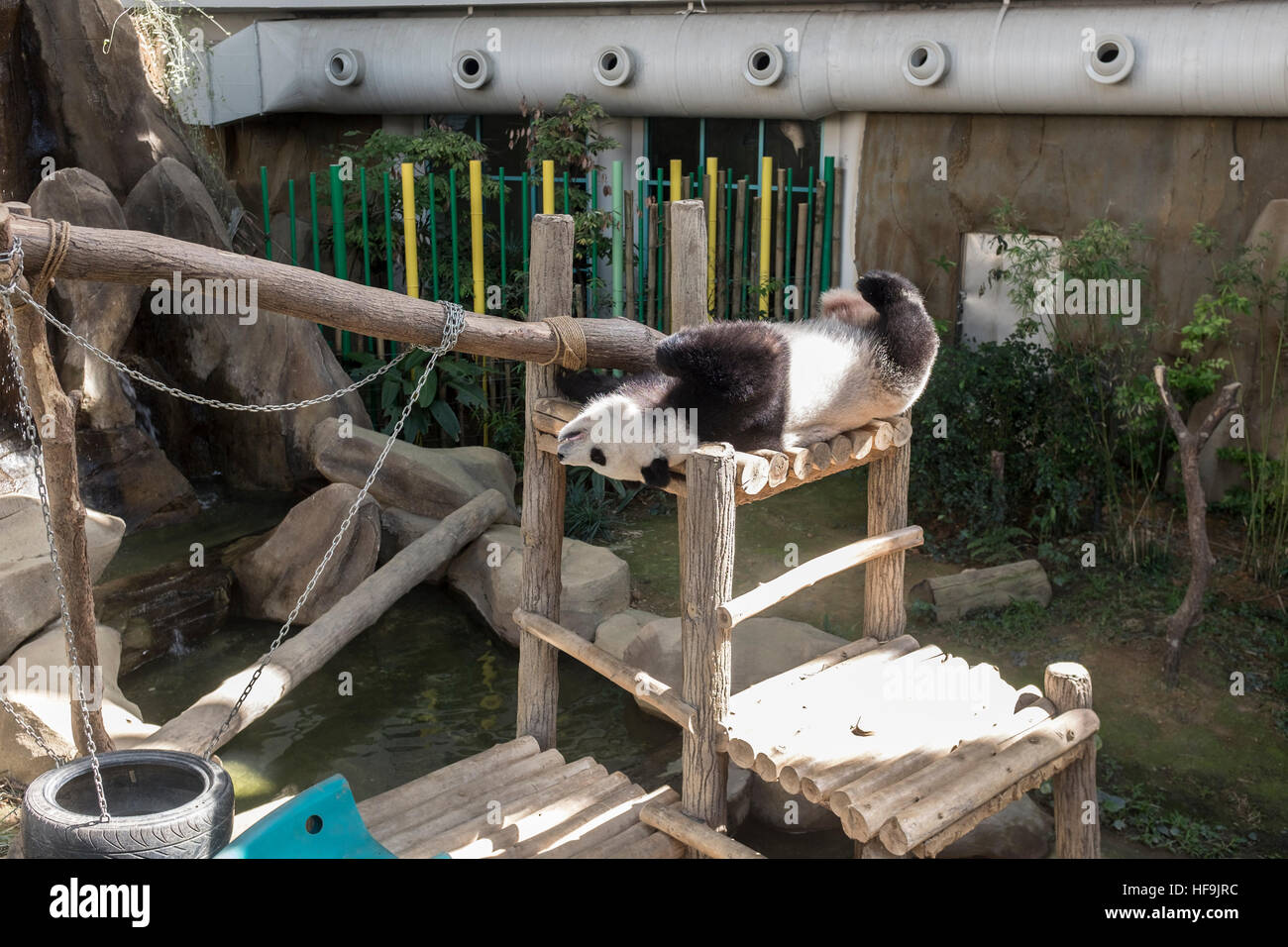 Visitors look at a Panda in it's enclosure at the National Zoo, in ...
