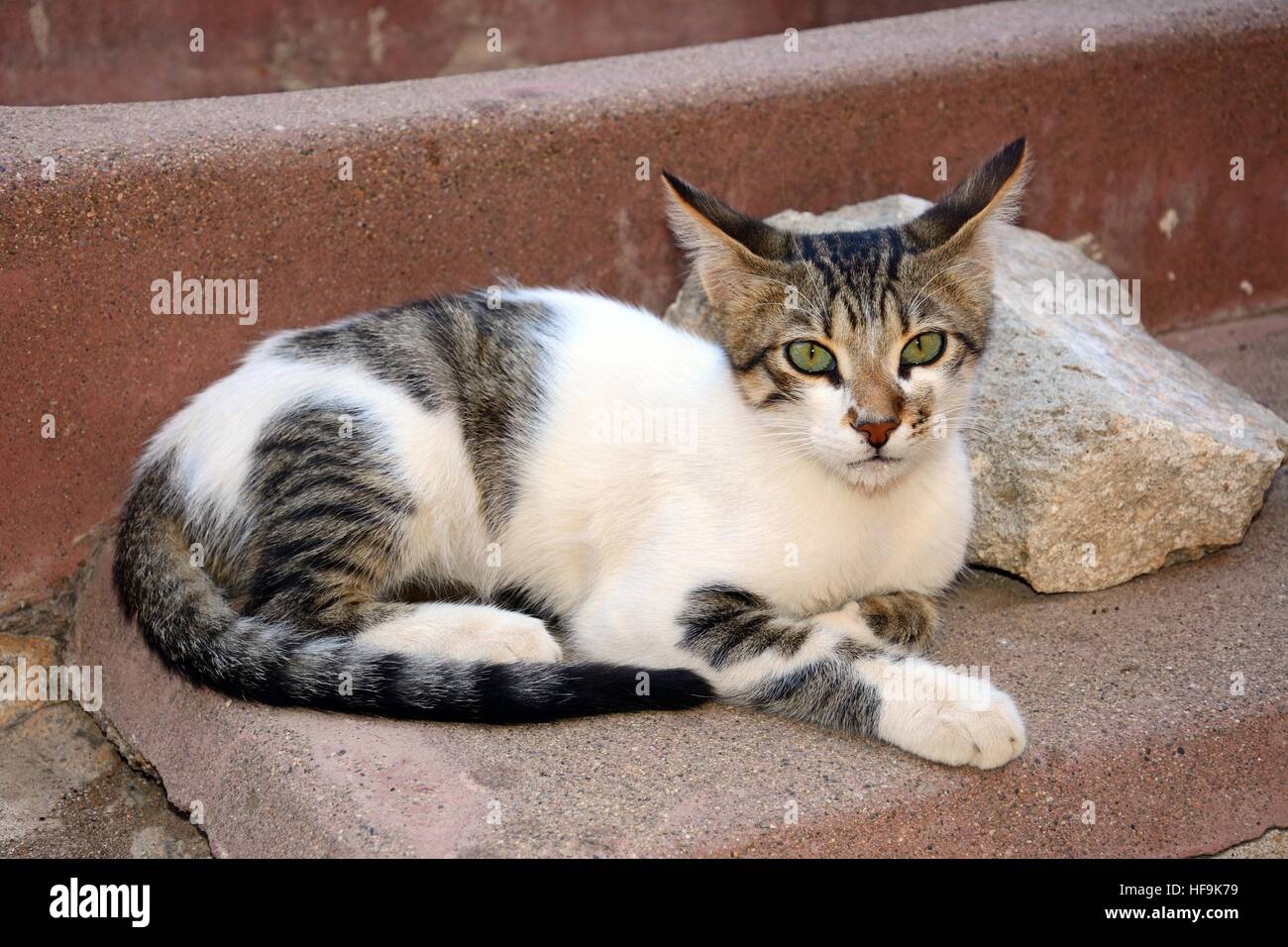Grey tabby Cretan cat relaxing in the grounds of the Agia Triada ...