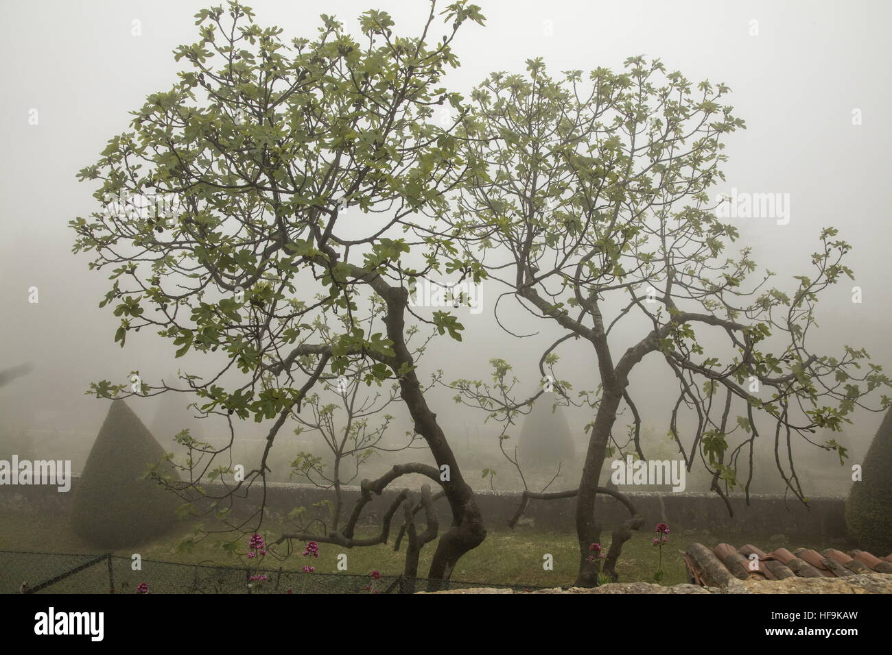 Fig trees hi-res stock photography and images - Alamy