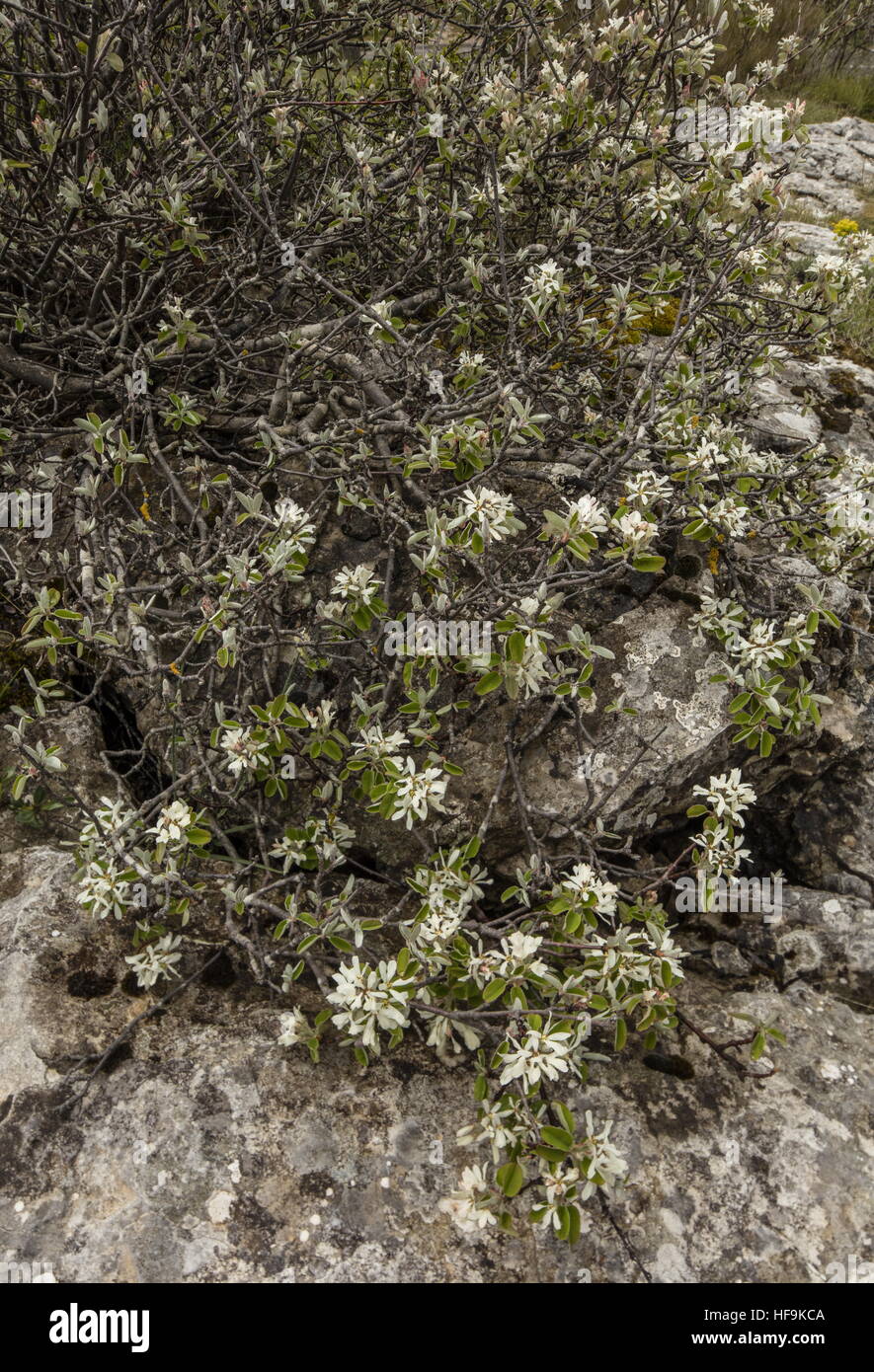Amelanchier ovalis hi-res stock photography and images - Alamy