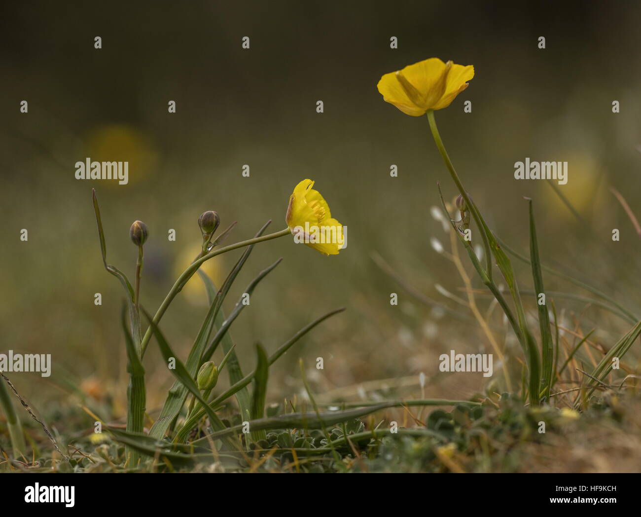 Grass-leaved buttercup, Ranunculus gramineus in flower on limestone ...
