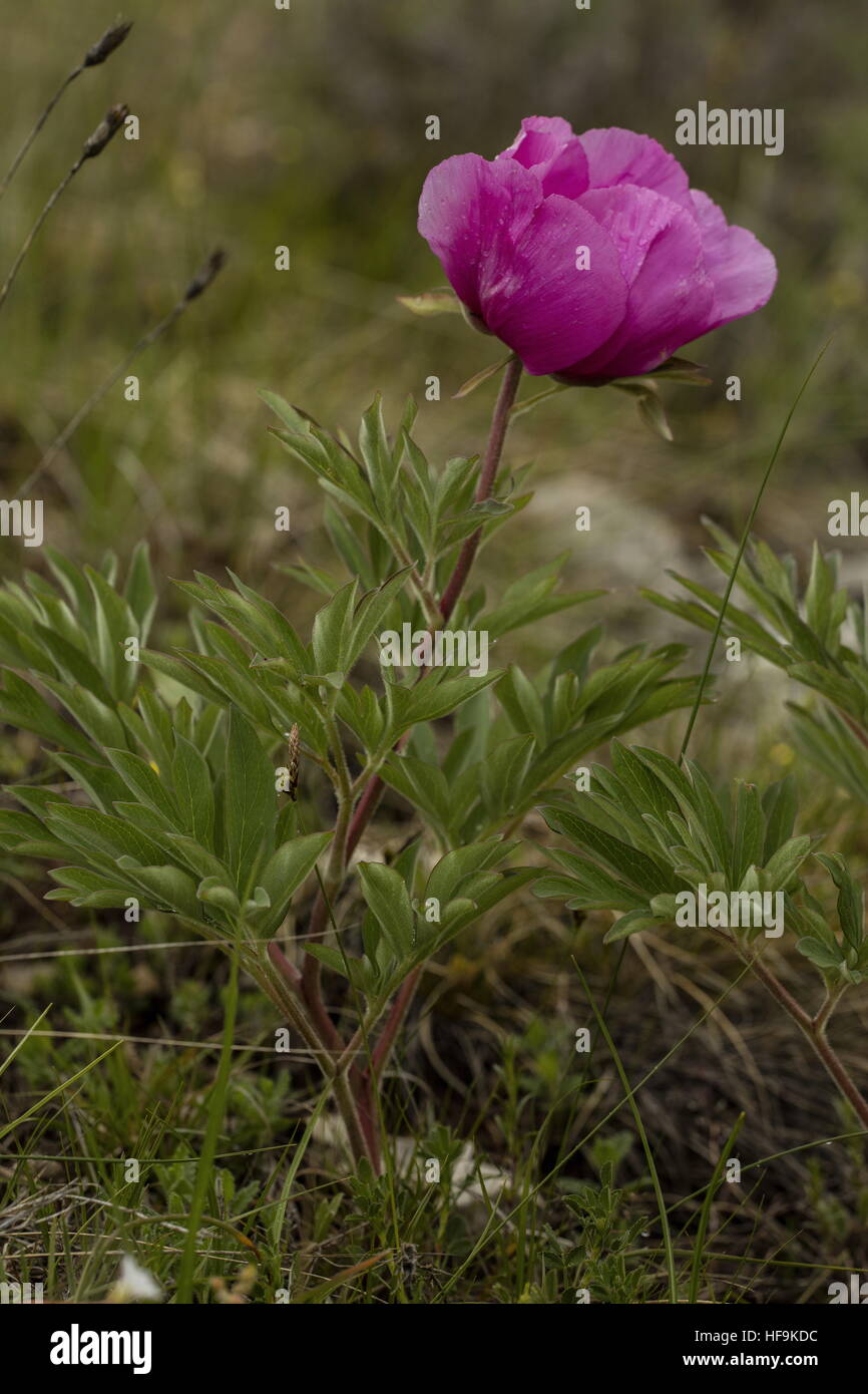 A form of Common Peony, Paeonia officinalis ssp. huthii in flower in ...