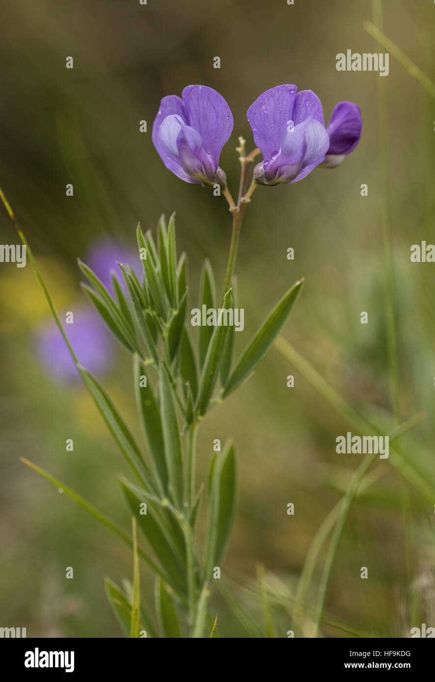 A vetchling, Lathyrus filiformis in flower in the Provence Alps, France ...