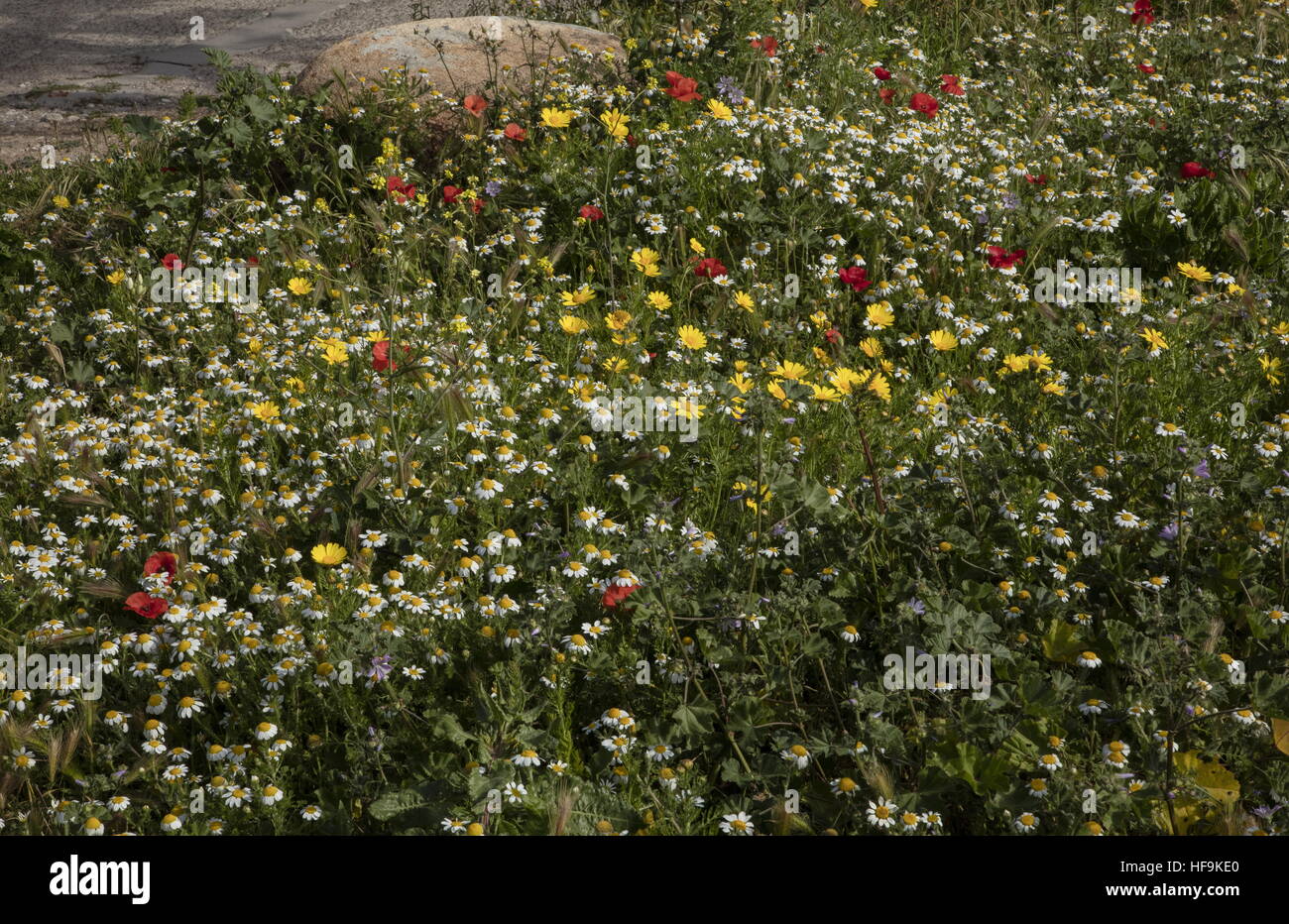 Mediterranean annual spring flowers - Crown daisy, Field Poppy, and ...