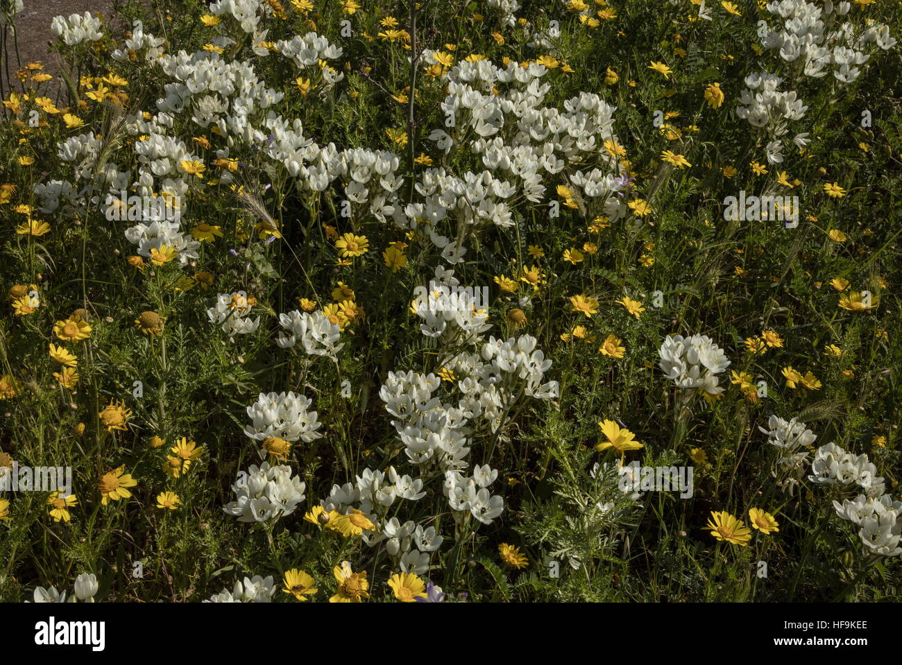 Arab's eye, or Arabian starflower, Ornithogalum arabicum, naturalised ...