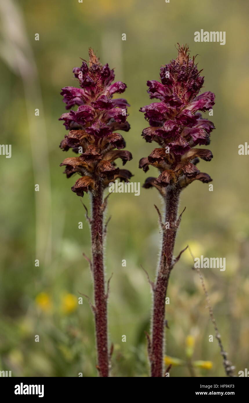 Broomrape, Orobanche sanguinea; parasitic on Lotus cytisoides. Corsica ...