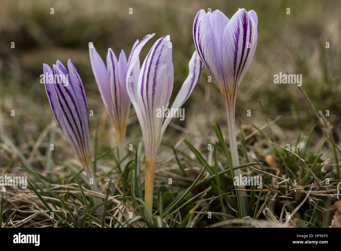 Flowers of the endemic Corsican Crocus, Crocus corsicus in high ...