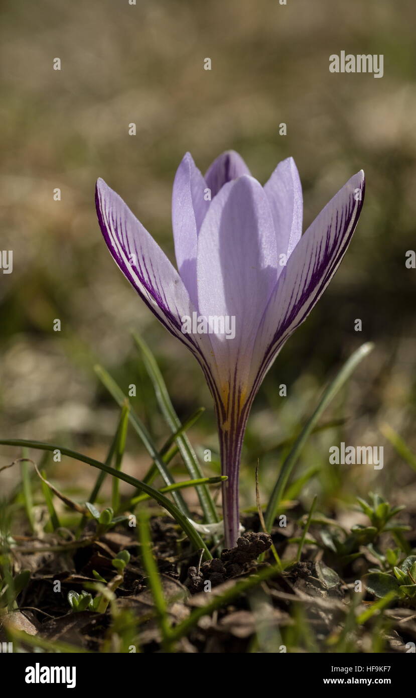 Flowers of the endemic Corsican Crocus, Crocus corsicus in high ...