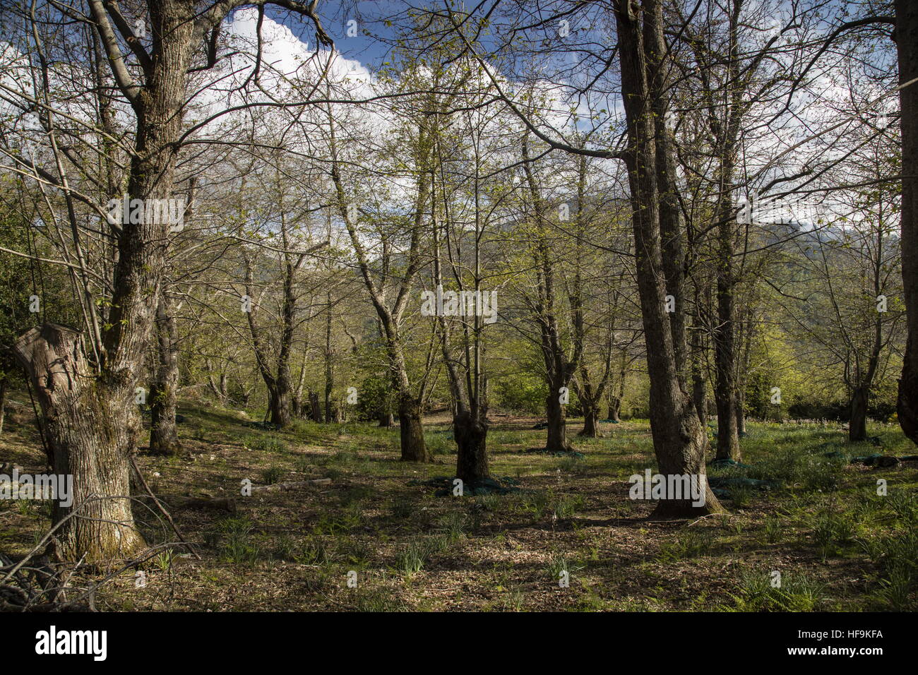 France pollarded trees french hi-res stock photography and images - Alamy