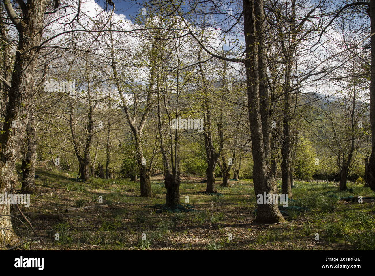 Chestnut grove hi-res stock photography and images - Alamy