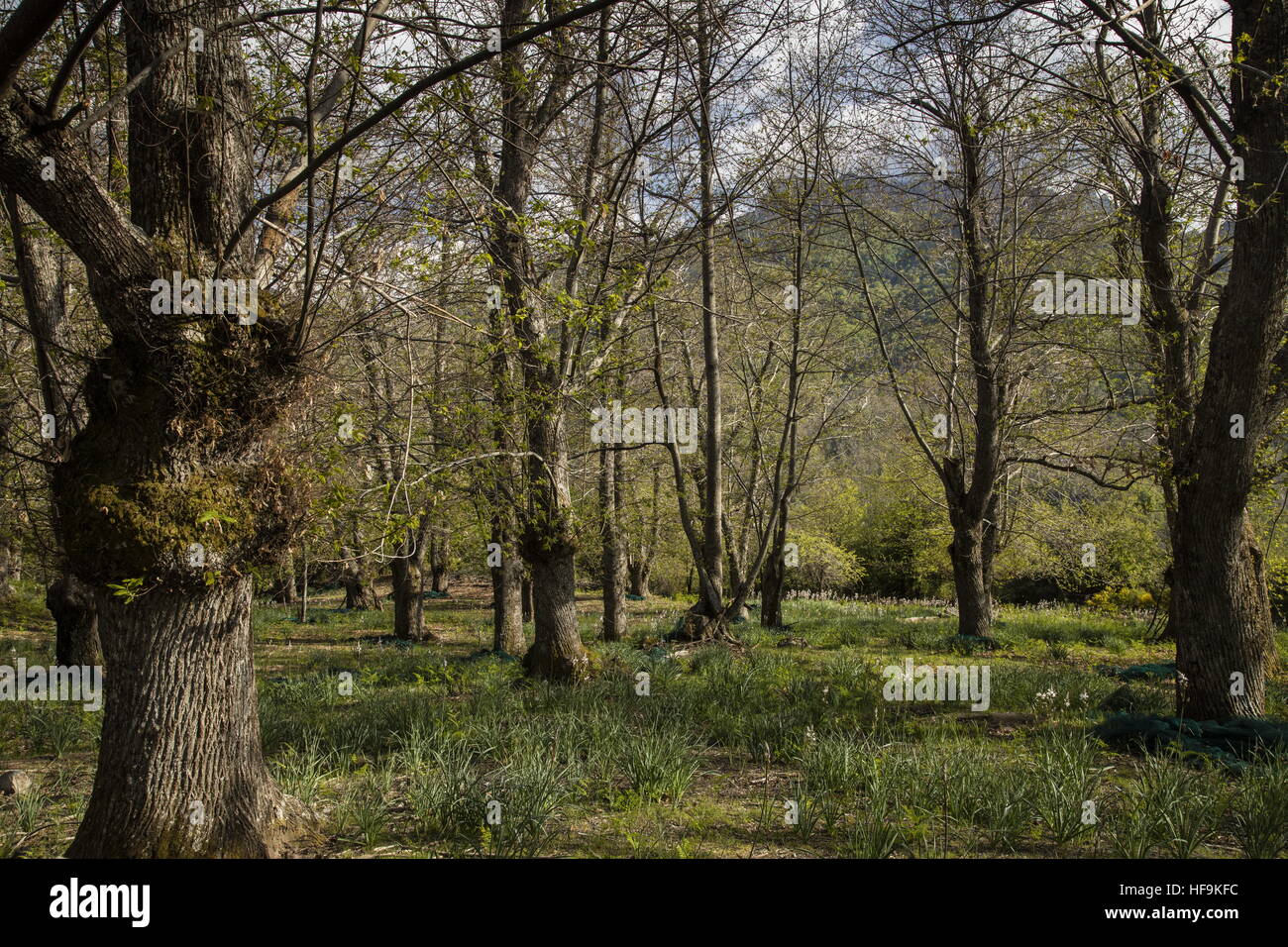 France pollarded trees french hi-res stock photography and images - Alamy