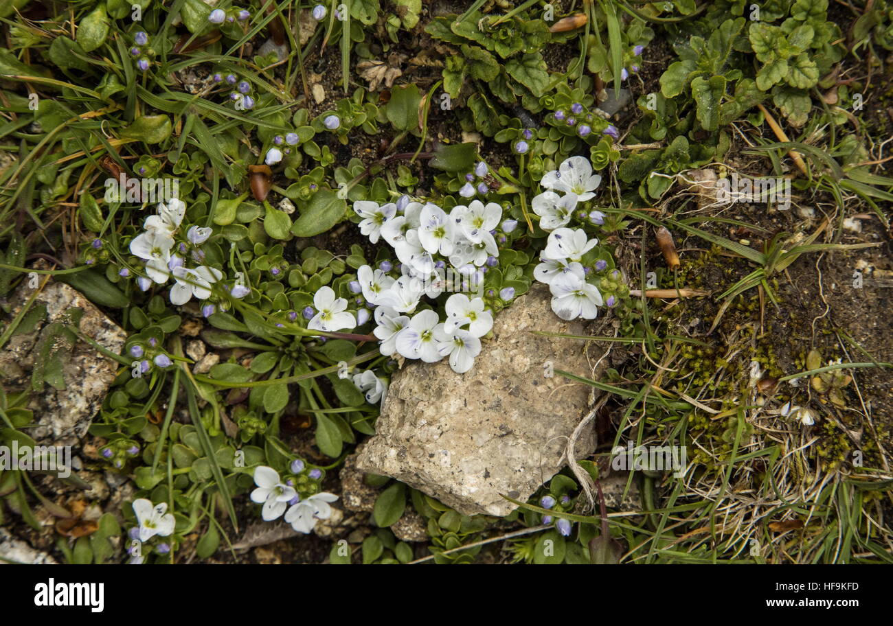 An endemic creeping Speedwell, Veronica repens ssp repens in high ...
