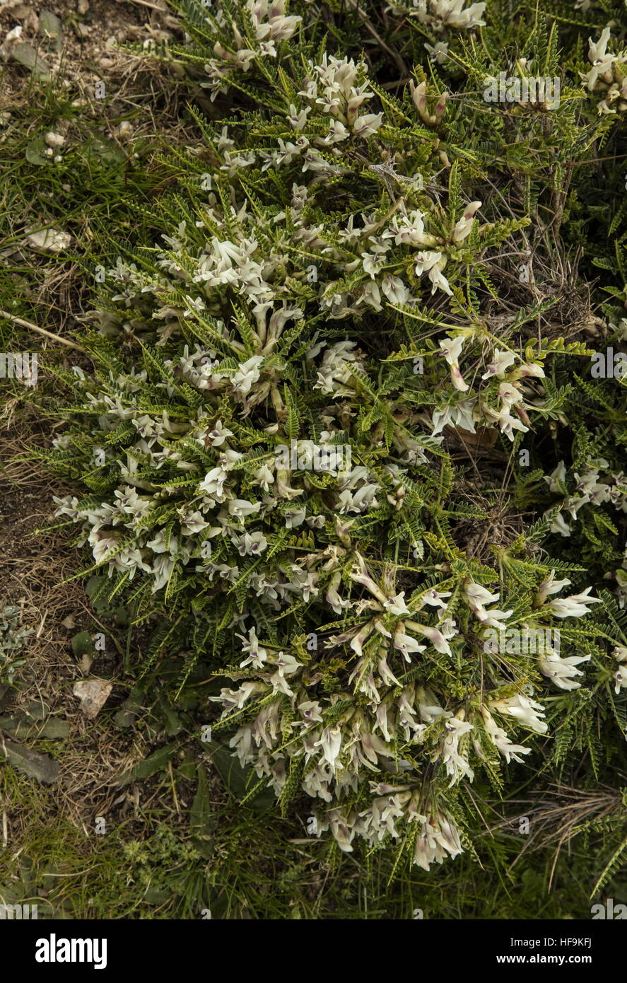 An endemic spiny perennial milk-vetch, Astragalus gennargenteus in the ...