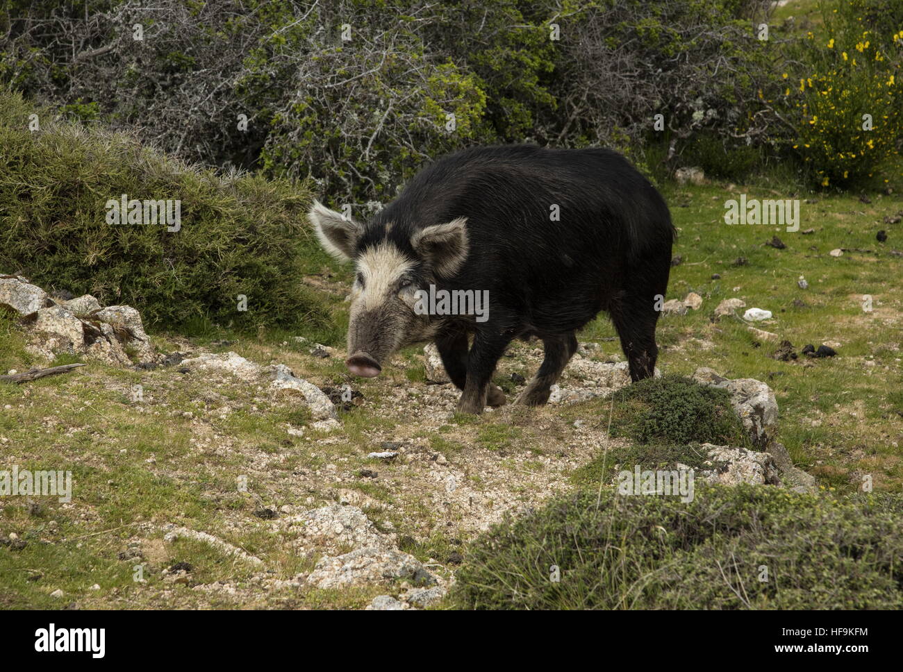 Corsica Bastelica High Resolution Stock Photography and Images - Alamy