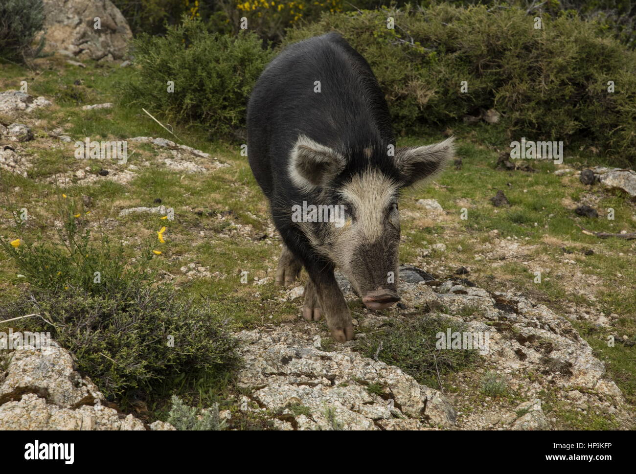 Free-range pig in the mountains of Corsica, above Bastelica Stock Photo ...