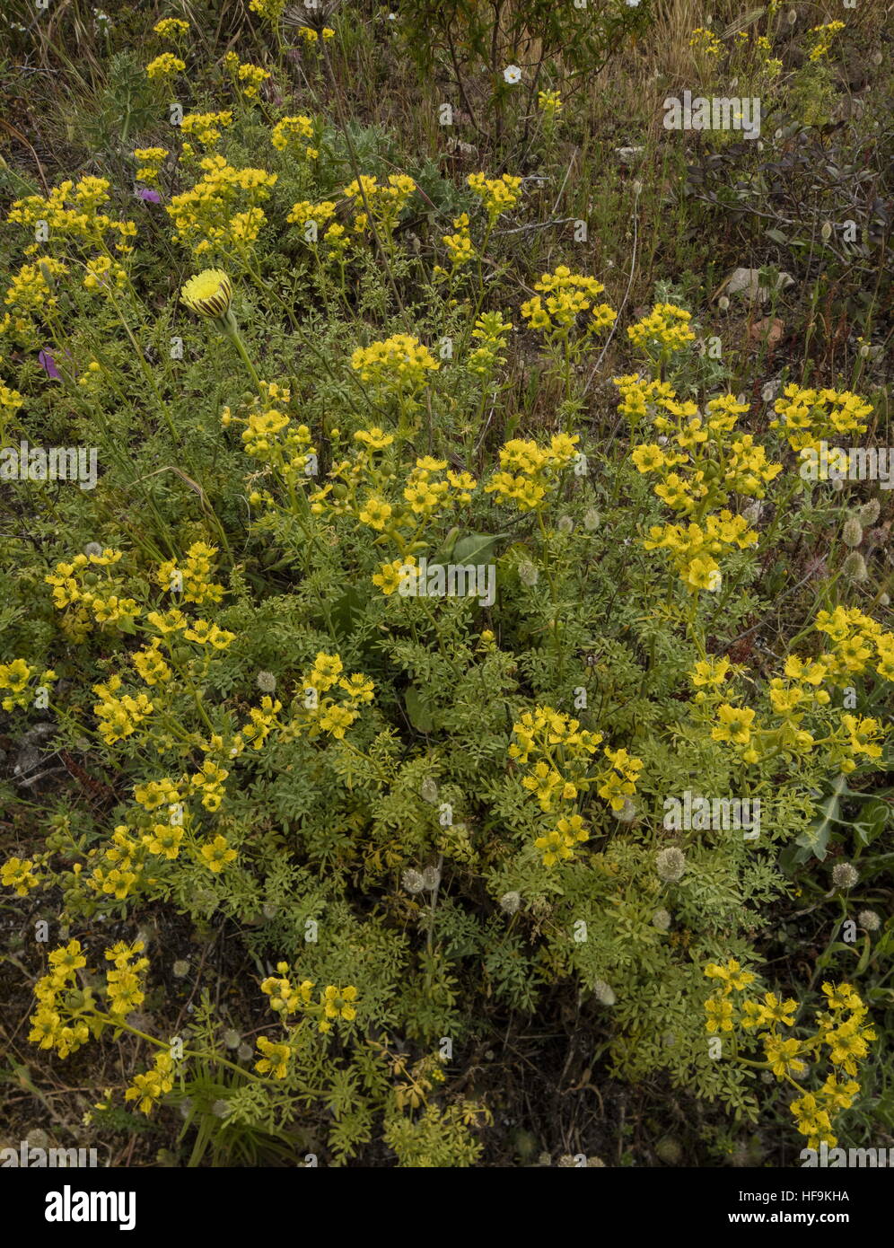 Fringed rue ruta chalepensis hi-res stock photography and images - Alamy