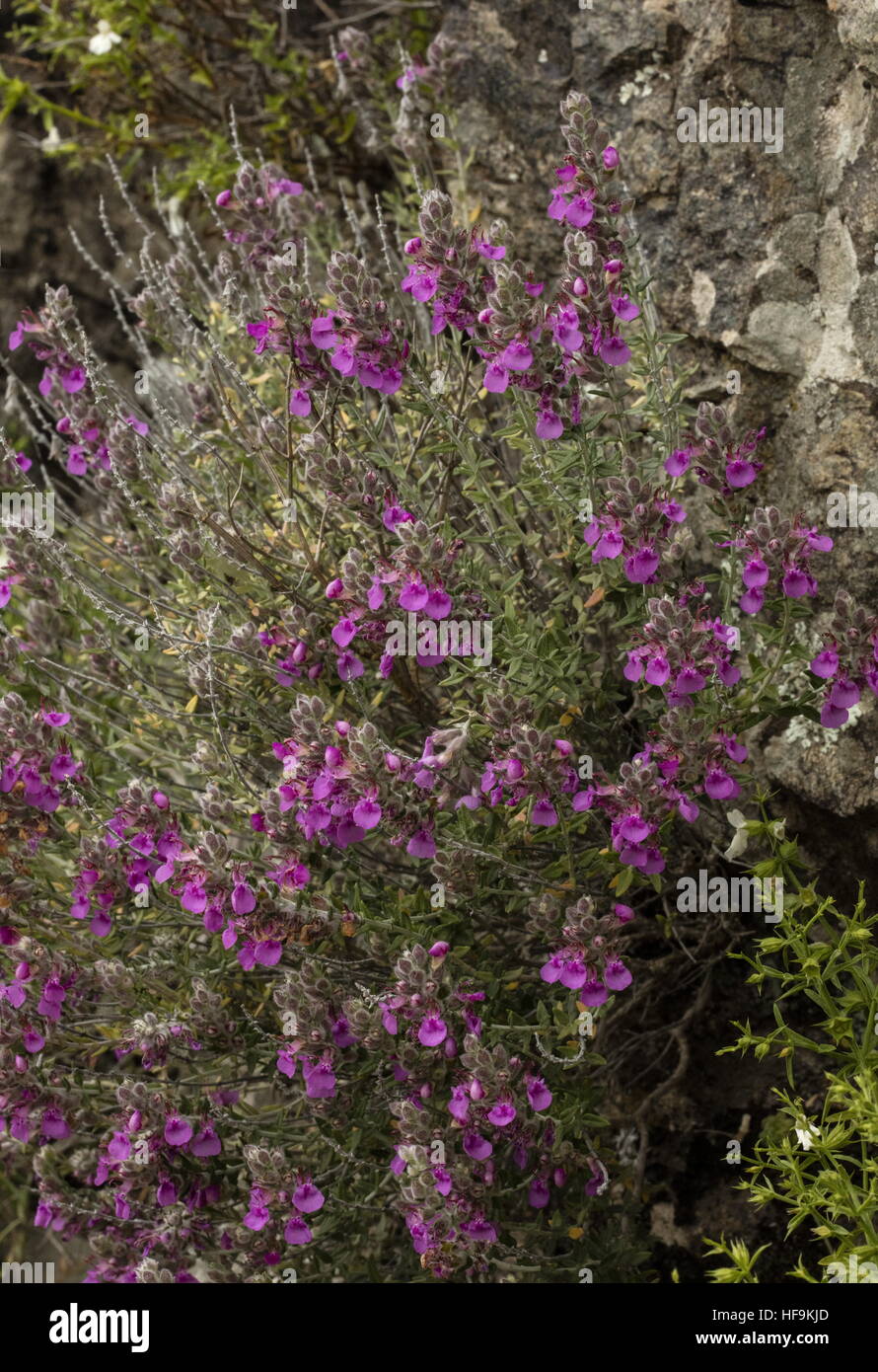 Cat Thyme, or germander, Teucrium marum in flower in Corsica Stock ...