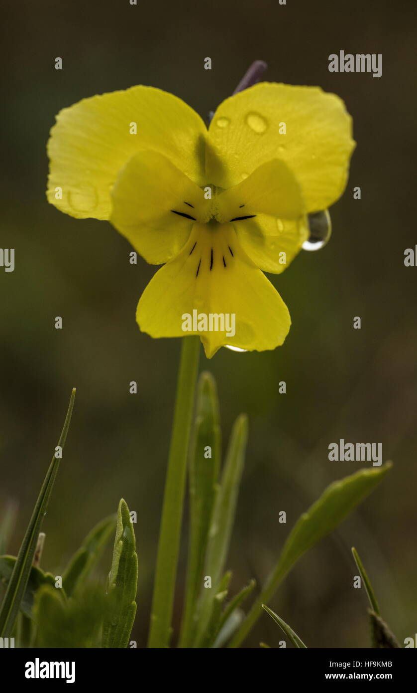 Long-spurred Pansy, Viola calcarata ssp. calcarata, in the maritime ...