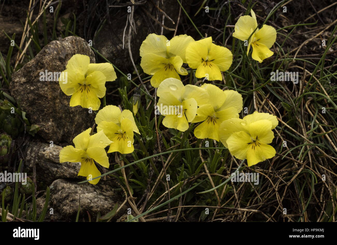 Long-spurred Pansy, Viola calcarata ssp. calcarata, in the maritime ...