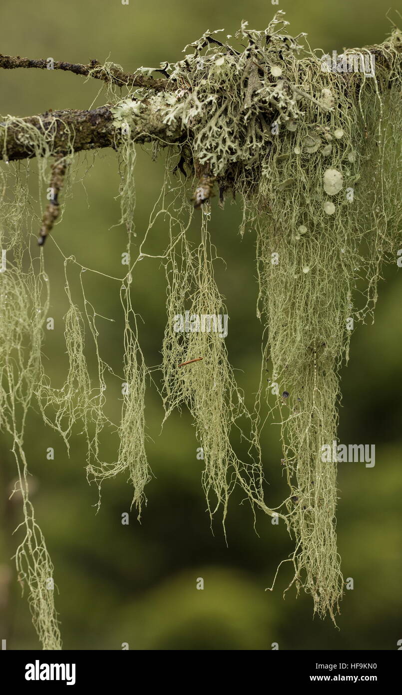 Lichens in coniferous woodlands at high altitude, Maritime Alps, France ...