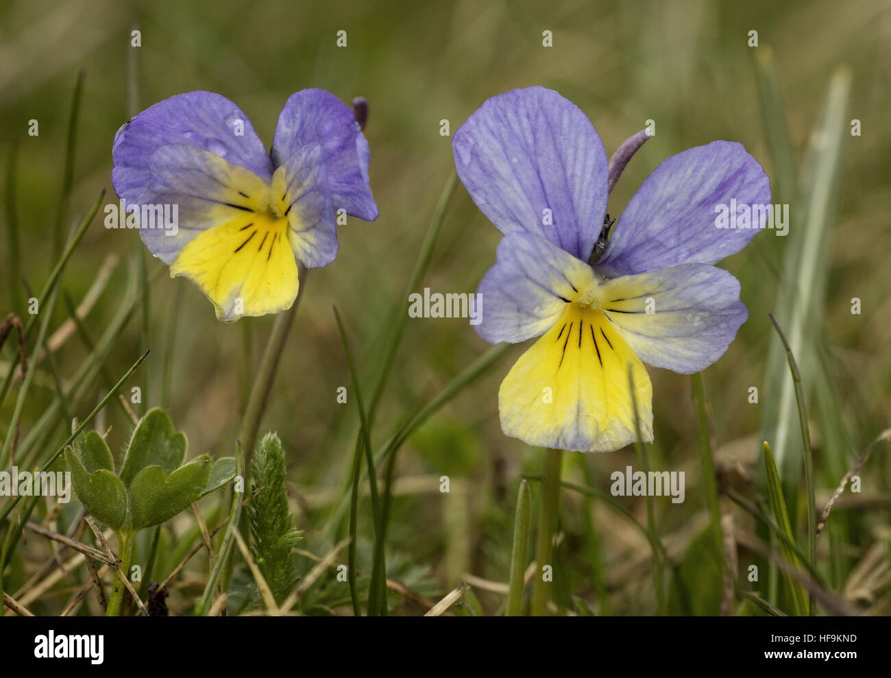 Long spurred flowers hi-res stock photography and images - Alamy