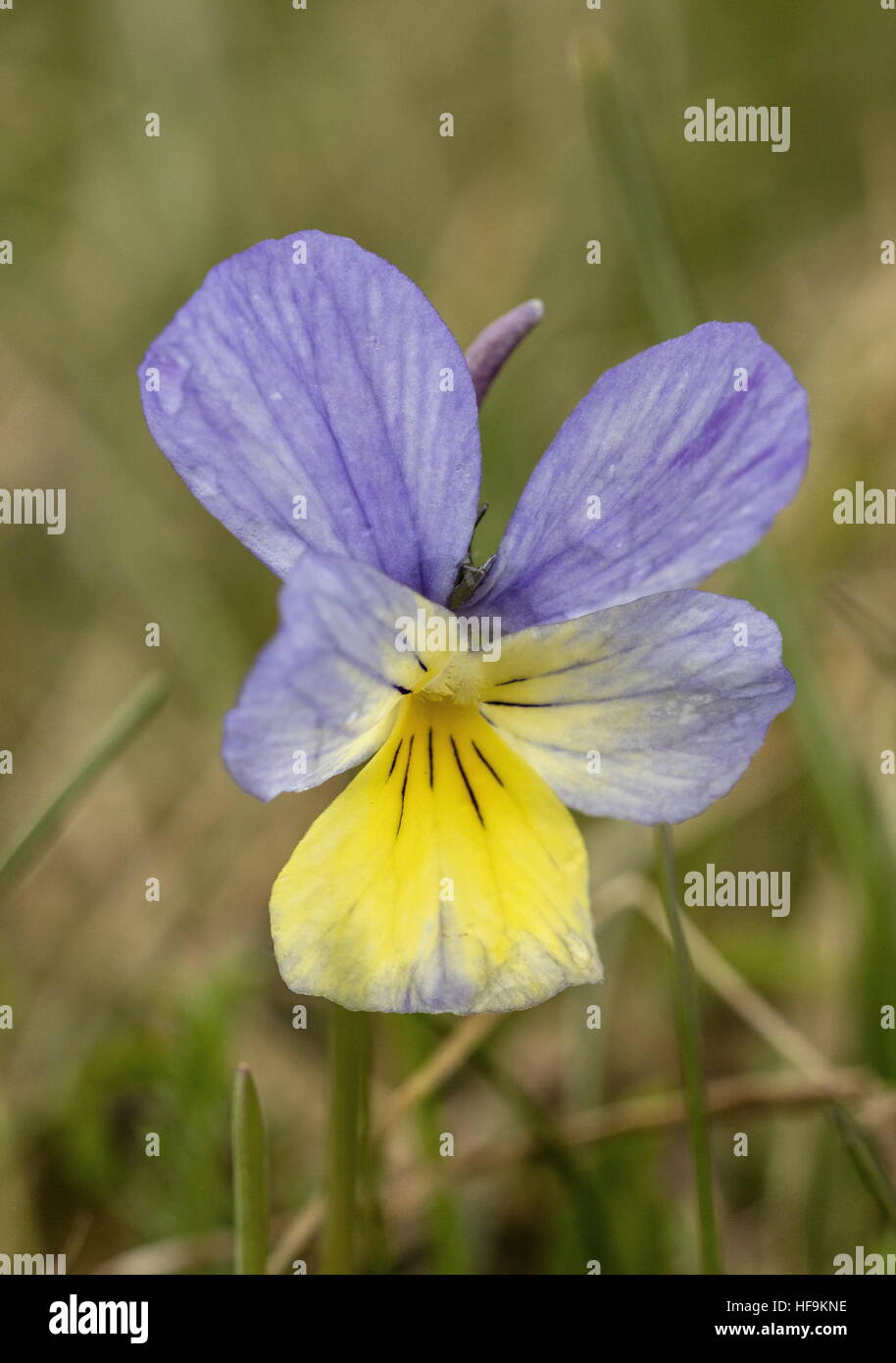 Long spurred flowers hi-res stock photography and images - Alamy