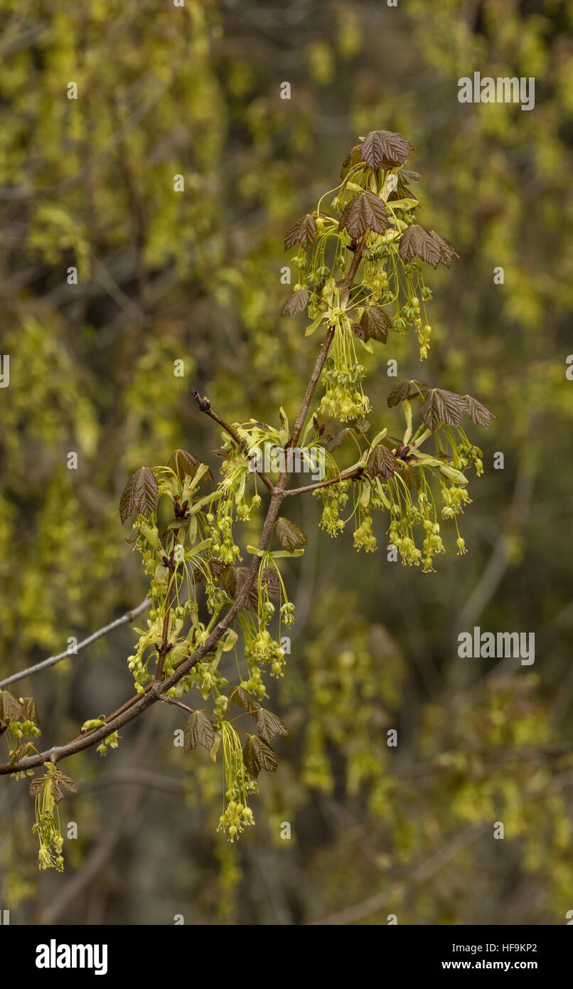 Italian Maple, Acer opalus in flower in spring with young leaves ...