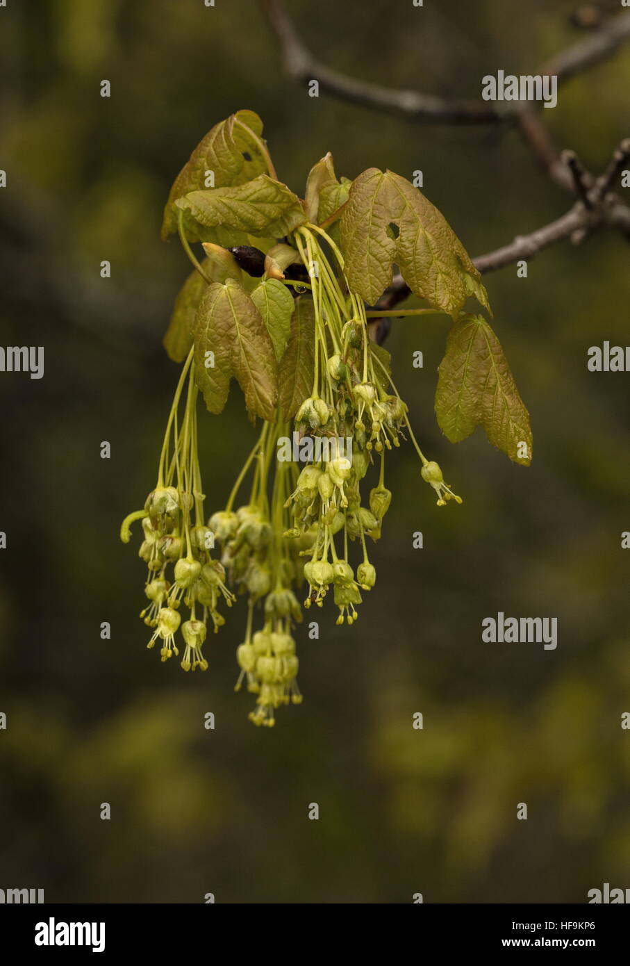 Italian Maple, Acer opalus in flower in spring with young leaves ...