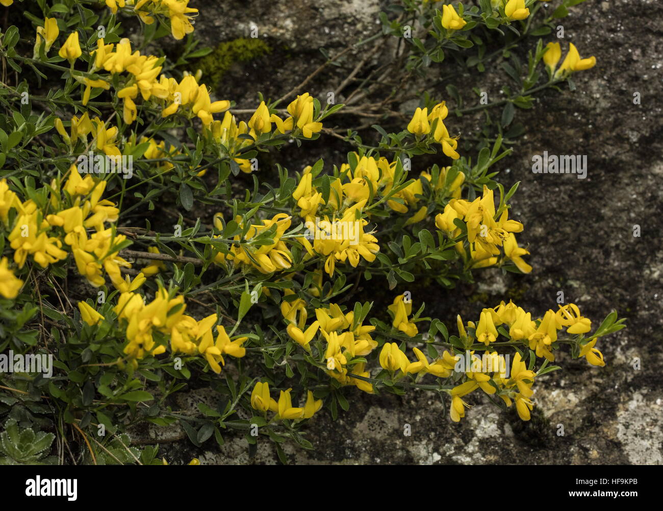 Hairy greenweed, Genista pilosa, in flower Stock Photo - Alamy